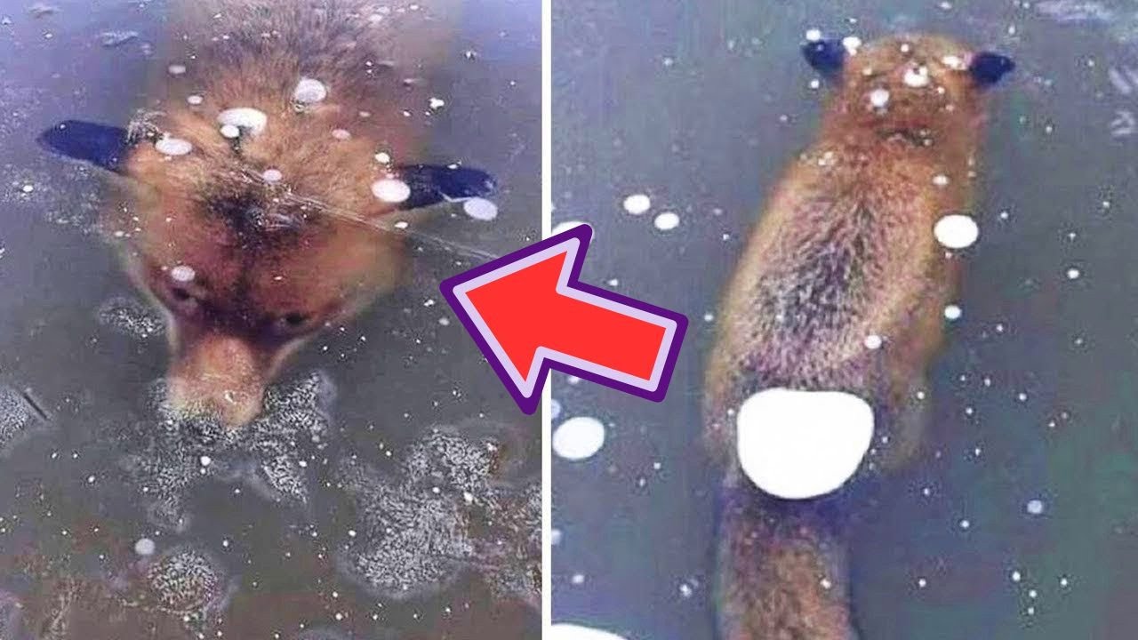 Shocking Things Found In Ice » 9to9trends