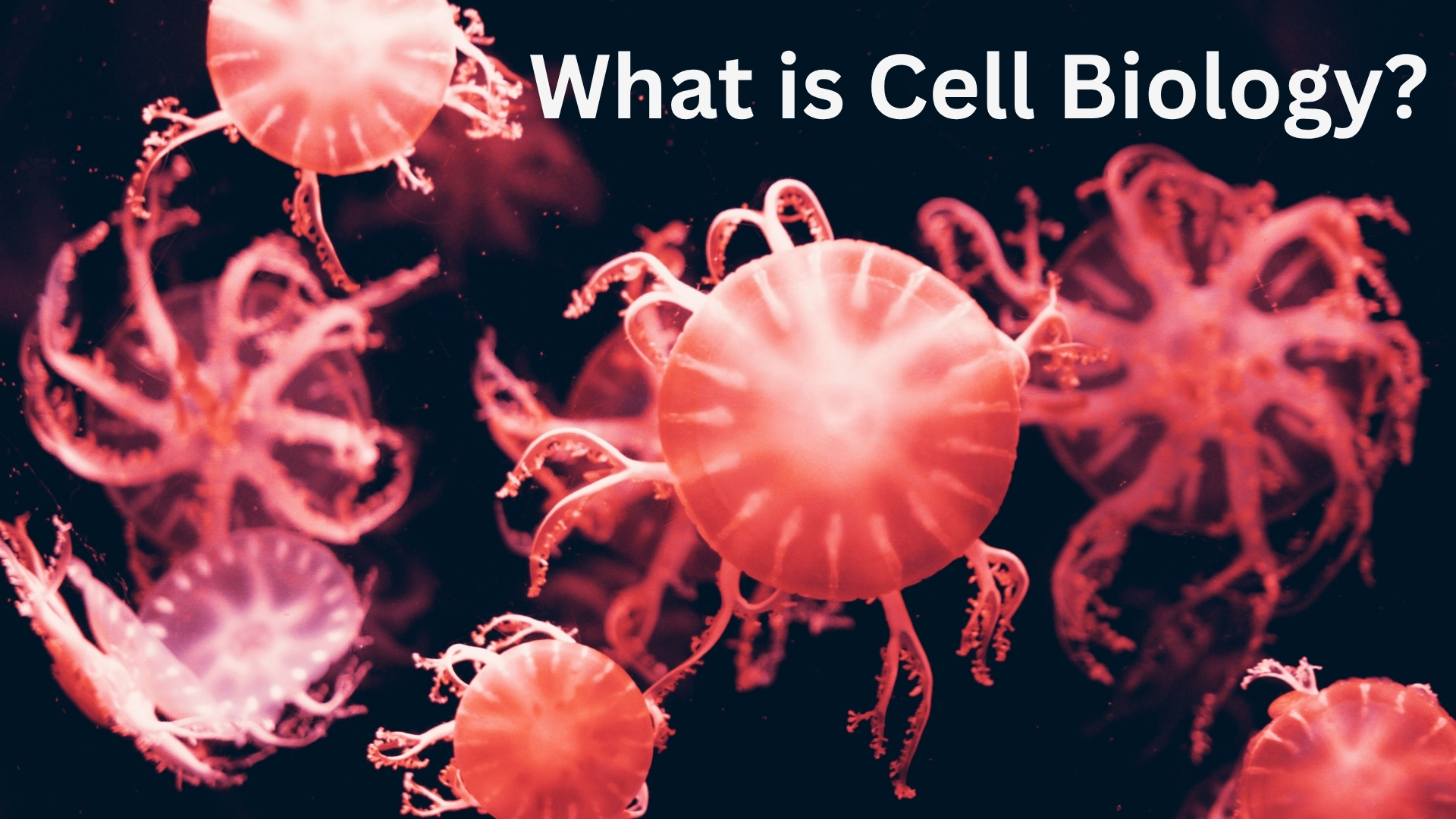 What is Cell Biology? Importance, History, Key Components » 9to9trends